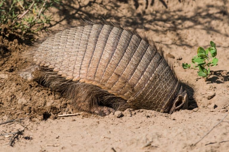 What Smells Do Armadillos Hate? | BeatPests