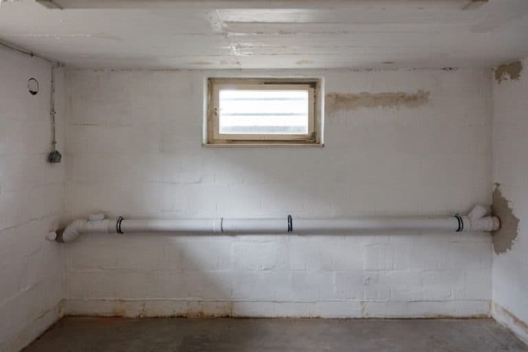 7 Ways To Get Rid of Fleas in Your Basement | BeatPests