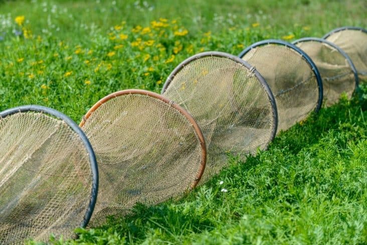 How To Catch a Snake in a Trap | BeatPests