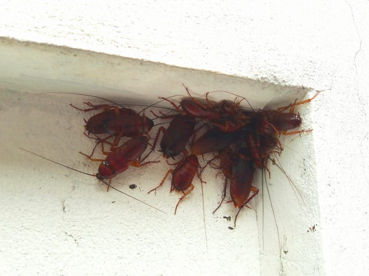 How To Use Roach Tablets | BeatPests