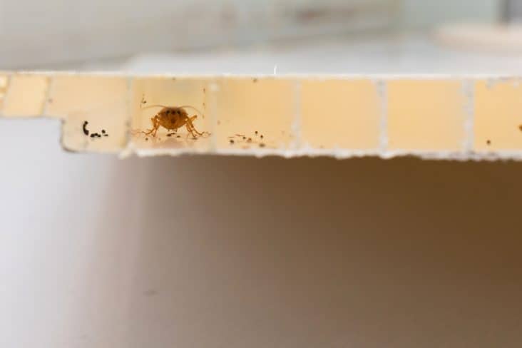 How To Get Rid of Roaches in Dishwasher Door | BeatPests