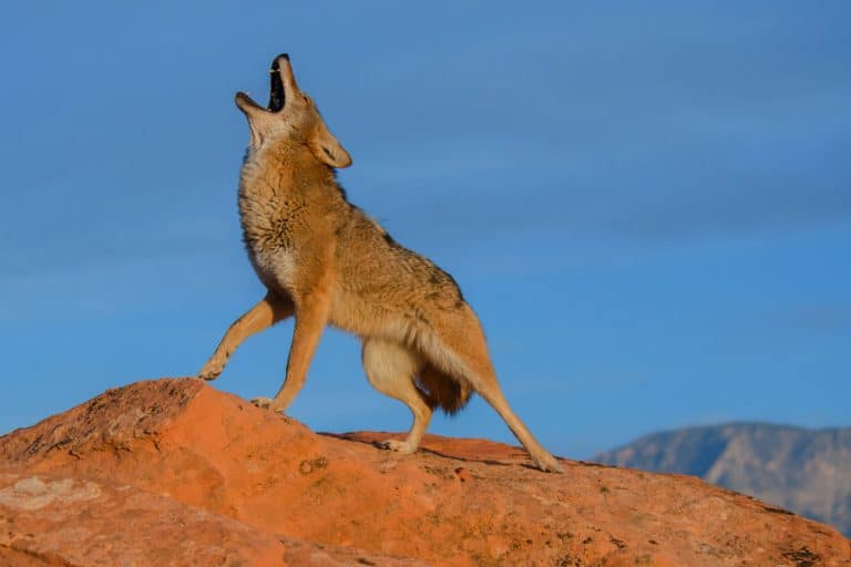 What Do Coyotes Sound Like at Night? | BeatPests
