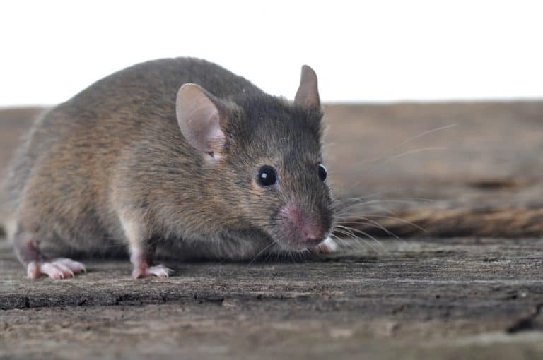How Do Field Mice Get in Your House? | BeatPests