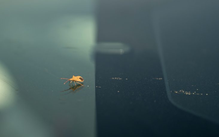 How To Keep Stink Bugs Out of Your Car | BeatPests
