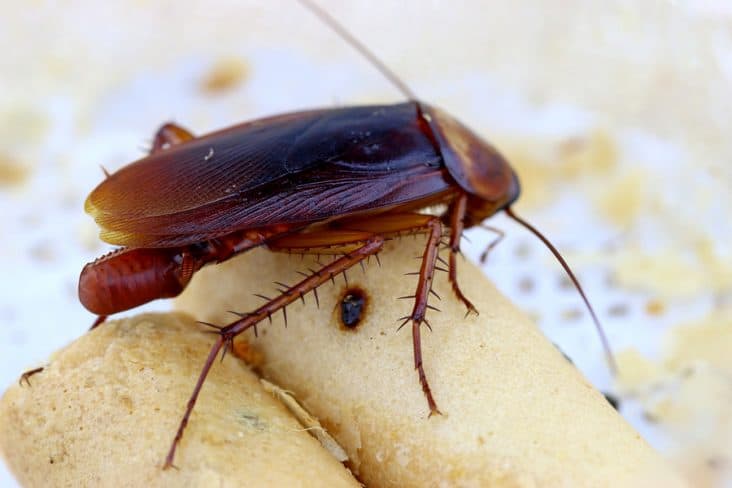 How To Identify Roach Eggs | BeatPests