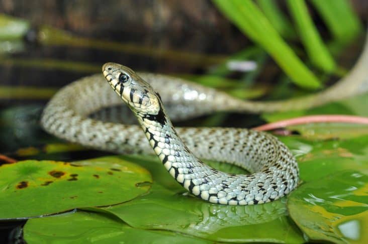How To Keep Snakes Out of Crawl Space | BeatPests