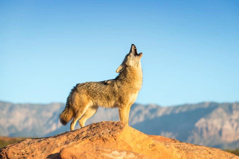 What Do Coyotes Sound Like at Night? | BeatPests