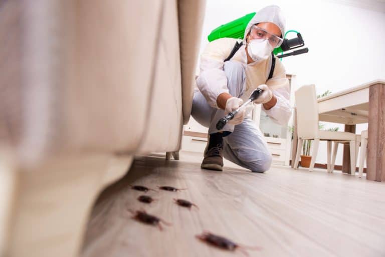 How To Get Roaches Out of Electrical Outlets | BeatPests