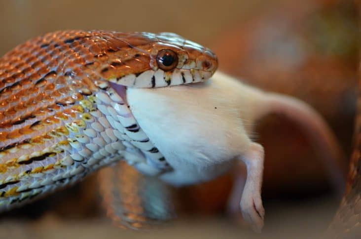 How To Keep Snakes Out of Crawl Space | BeatPests