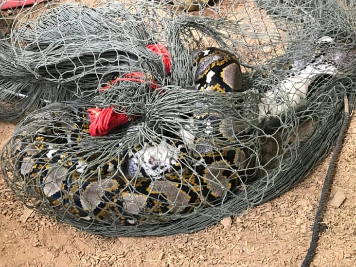 How To Catch a Snake in a Trap | BeatPests