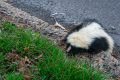 How To Dispose of a Dead Skunk | BeatPests