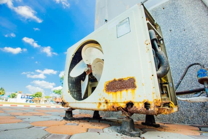 15 Different Ways Birds Can Enter Your Home | BeatPests