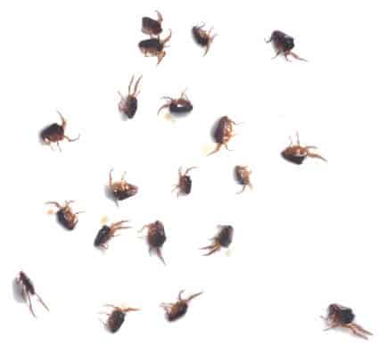 How To Get Rid of Fleas in Hotel Rooms | BeatPests