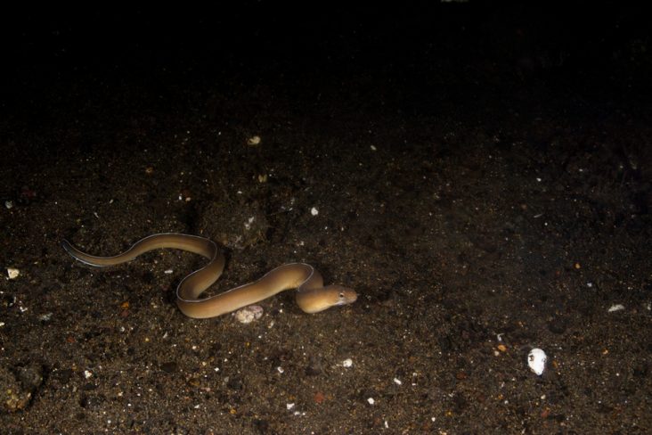 Why Do Snakes Come Out at Night? | BeatPests