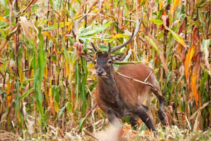 How To Scare Away Deer | BeatPests