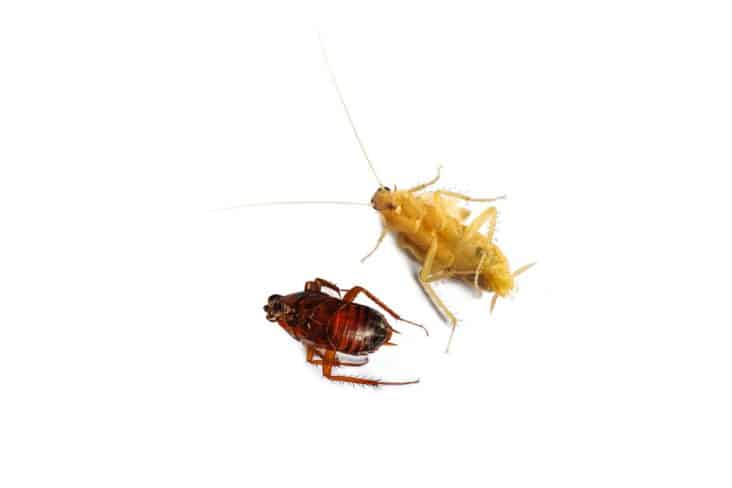 How To Know if You Have Roaches | BeatPests