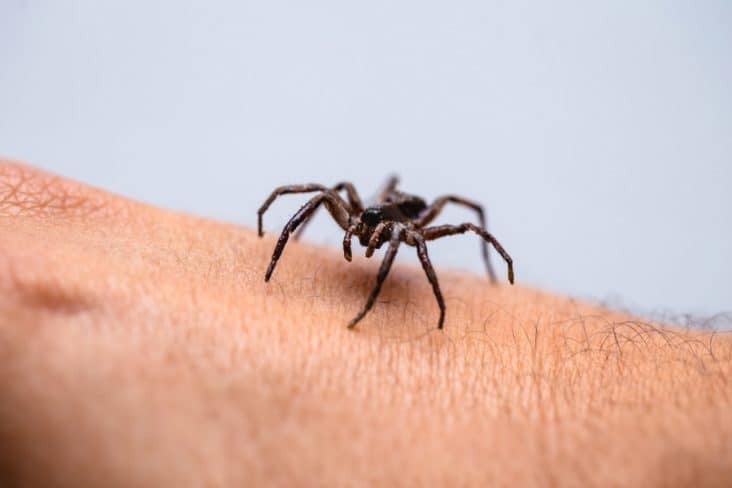 How To Keep Funnel Web Spiders Away | BeatPests