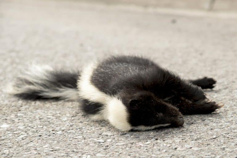 How To Dispose of a Dead Skunk | BeatPests