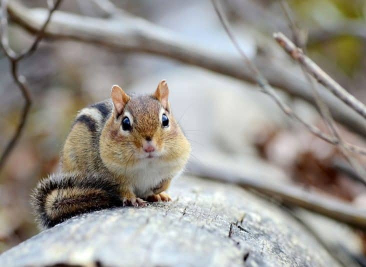 5 Things Chipmunks Hate the Most | BeatPests