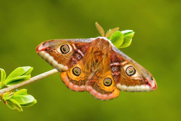 What Are Moths Afraid Of? | BeatPests