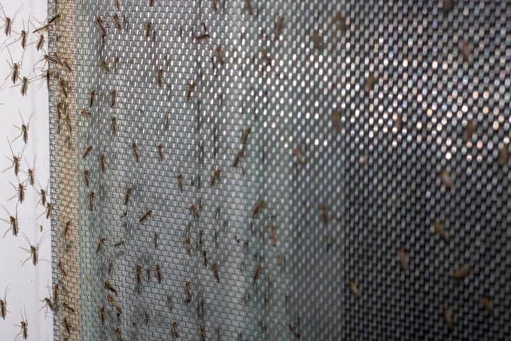 7 Ways To Keep Bugs Out of Sliding Glass Doors | BeatPests