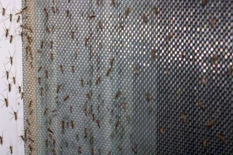 7 Ways To Keep Bugs Out of Sliding Glass Doors | BeatPests