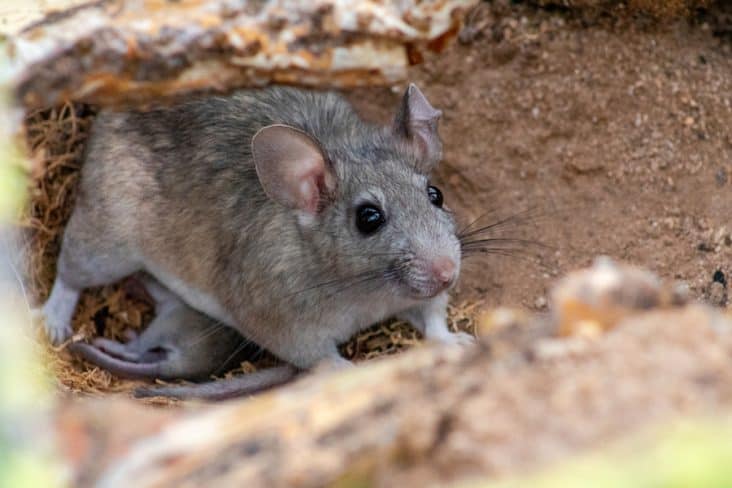 How To Keep Rats Out of Wood Pile | BeatPests