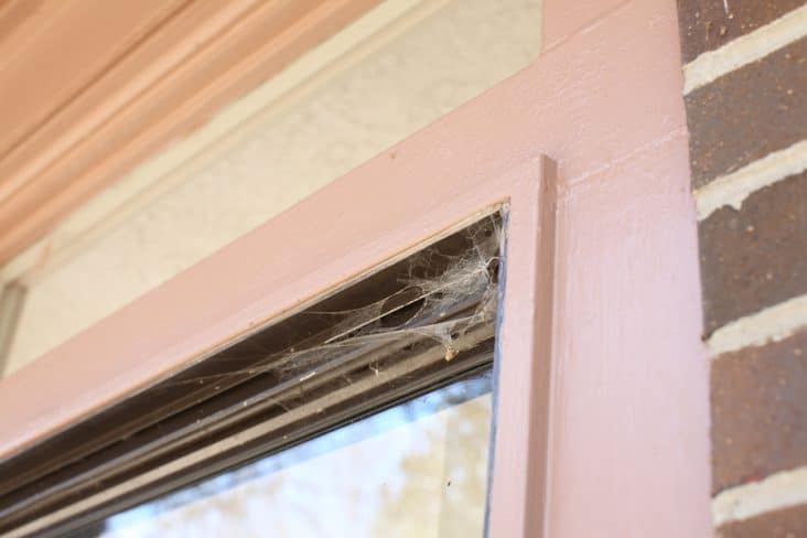 How To Keep Spider Webs Out of Windows | BeatPests