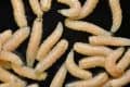 What Smell Do Maggots Hate? | BeatPests