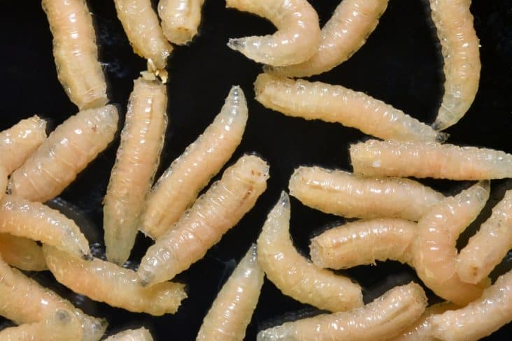 What Smell Do Maggots Hate? | BeatPests