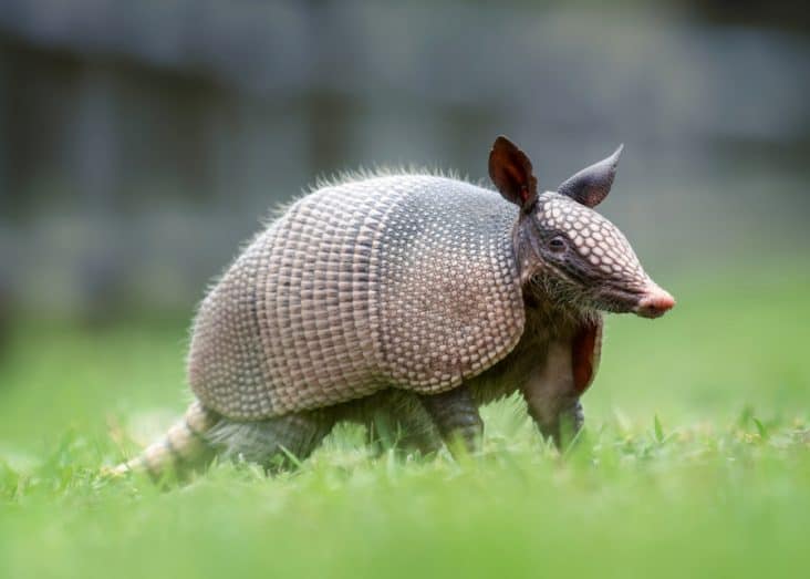 What Smells Do Armadillos Hate