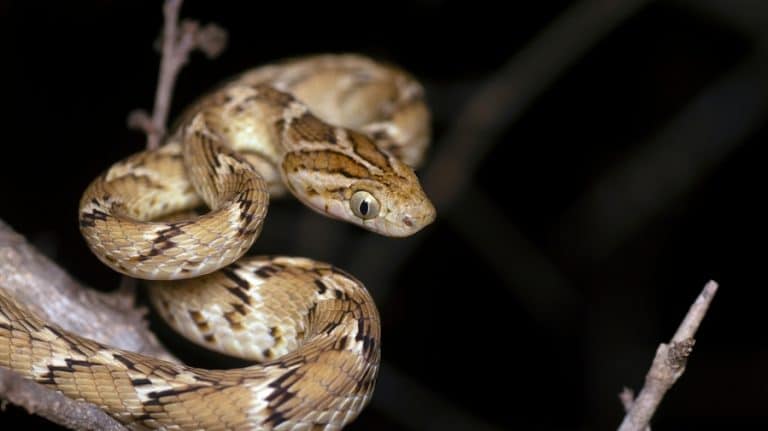 Why Do Snakes Come Out at Night? | BeatPests