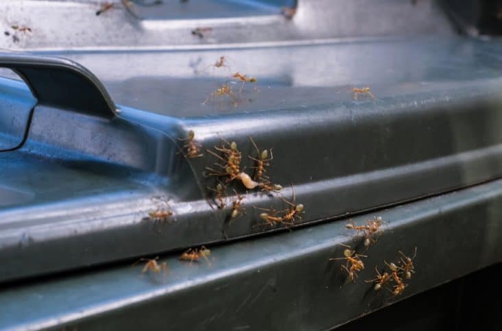 10 Plants That Naturally Repel Rats | BeatPests