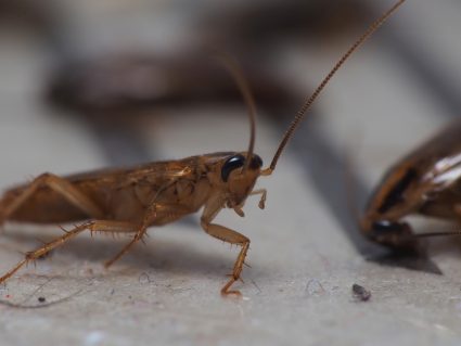 What Happens to Roaches in the Winter | BeatPests