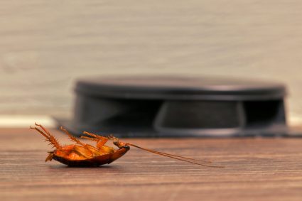 What Happens to Roaches in the Winter | BeatPests