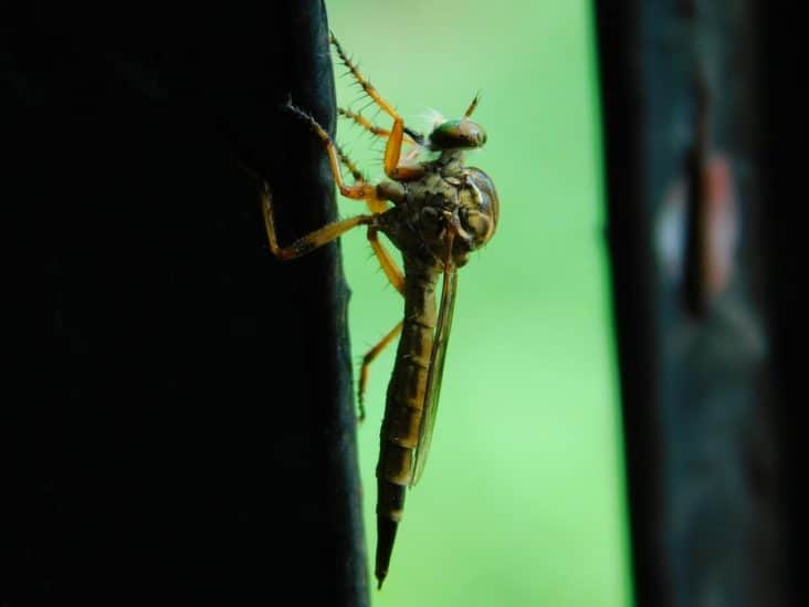 How To Catch a Scorpion in Your House | BeatPests