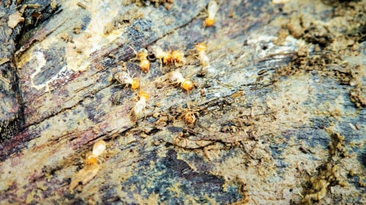 What To Do if You Find Termite Droppings? | BeatPests