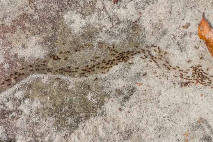 How To Keep Ants Out of Trash Cans? | BeatPests