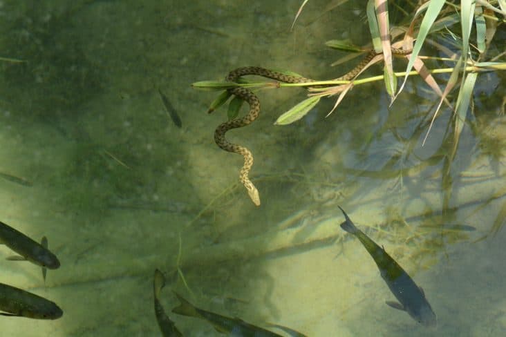 How To Keep Snakes Out of Pond | BeatPests