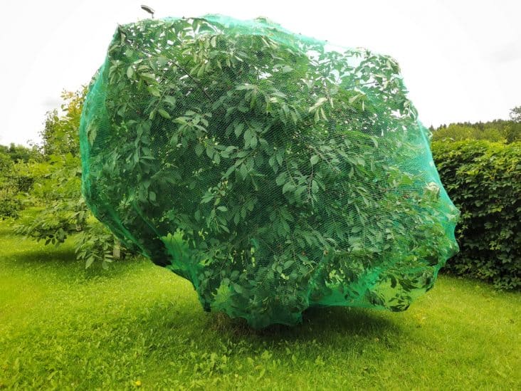 How To Keep Possums Away From Fruit Trees | BeatPests