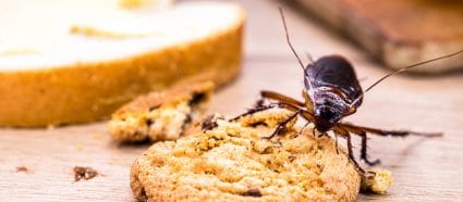 What Happens to Roaches in the Winter | BeatPests