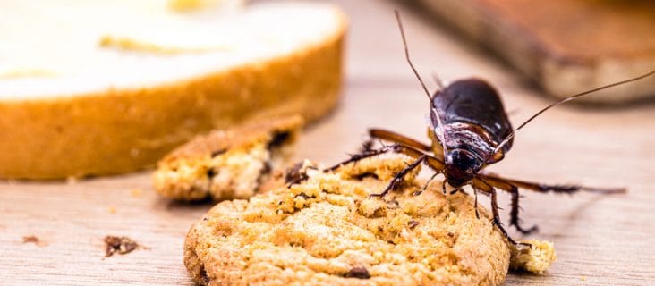 What Happens to Roaches in the Winter | BeatPests