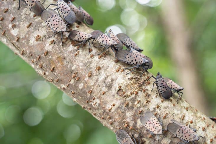 How Do Lanternflies Get in the House | BeatPests