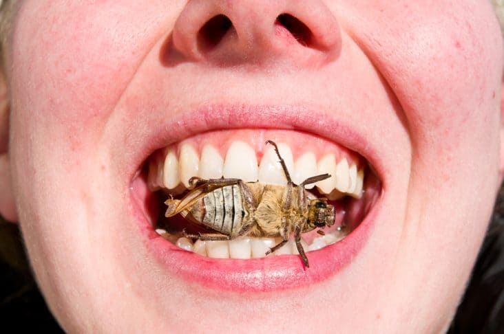 What Happens if a Roach Gets in Your Mouth? | BeatPests