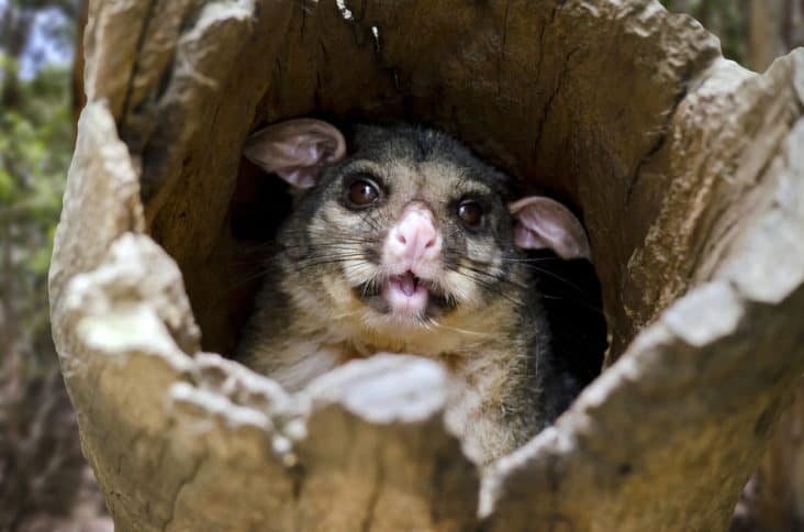 Where Do Possums Go During the Day? | BeatPests