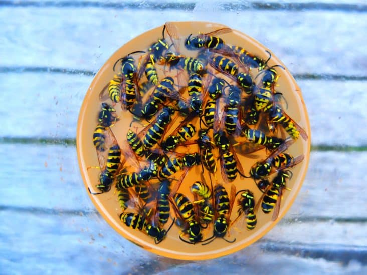 How To Keep Wasps Away From Car | BeatPests