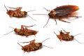 How To Get Rid of Asian Roaches | BeatPests