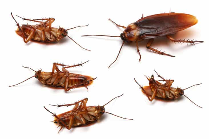 How To Get Roaches Out of Stove Clock | BeatPests