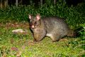 Where Do Possums Go During the Day? | BeatPests