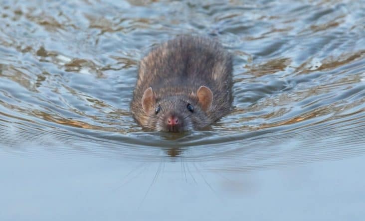 How To Keep Rats Out of Pool | BeatPests